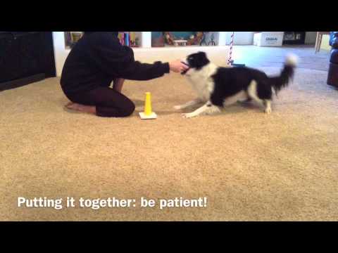 How to train your dog to stack rings: A trick [Upd. 2 days ago]