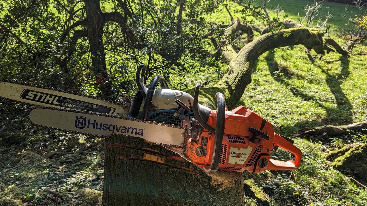 Using the Dogs Tooth Cut to Safely Fell leaning diseased Ash tree ...