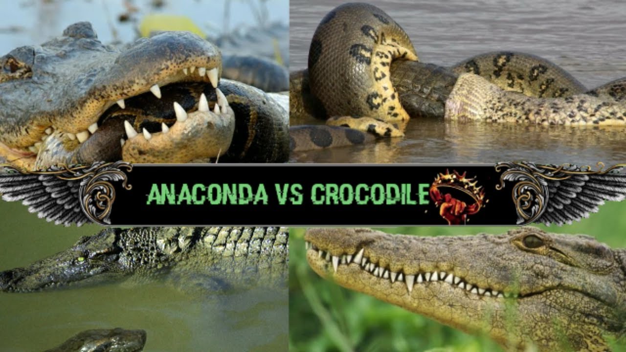 Anaconda VS Crocodile | BORBA - YouTube