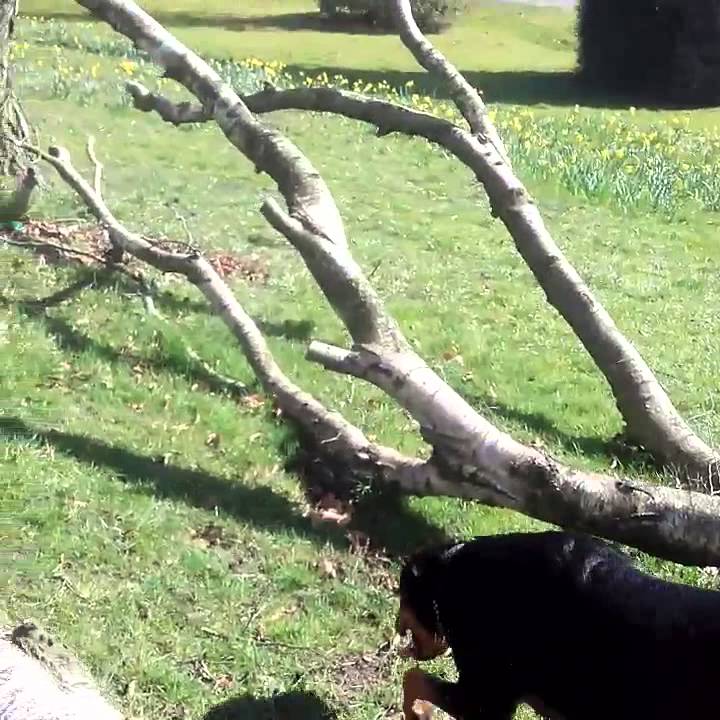 Rottweiler puppy - YouTube