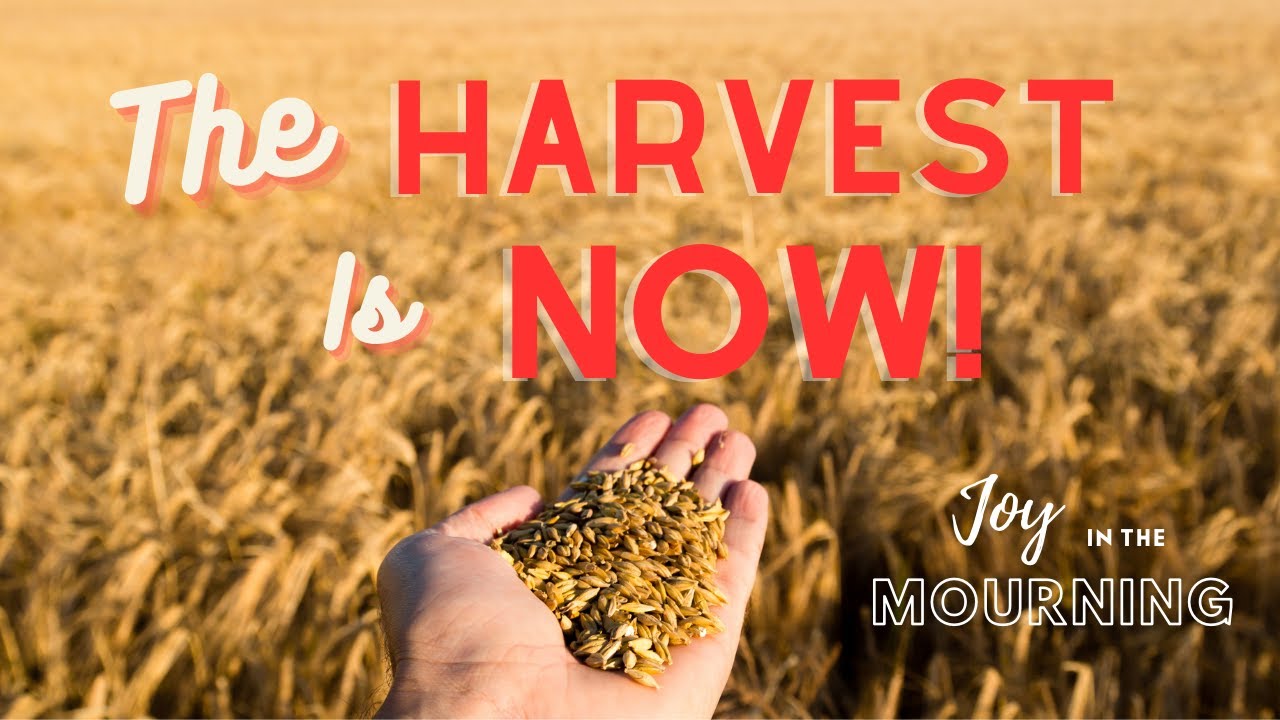 The Harvest is Now - YouTube