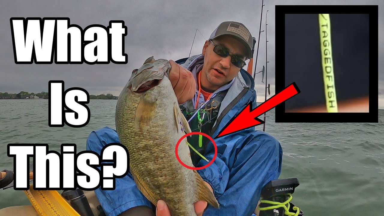 I caught a fish with a TRACKING UNIT on it. - YouTube