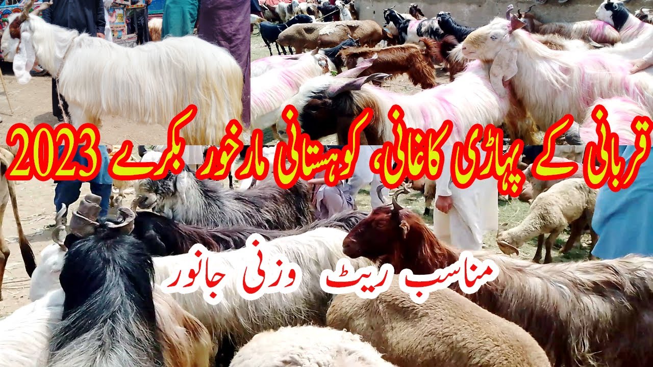 Pahari Bakra Kaghani Bakra Kohistani Markhor Ibex Bakra Latest Price ...