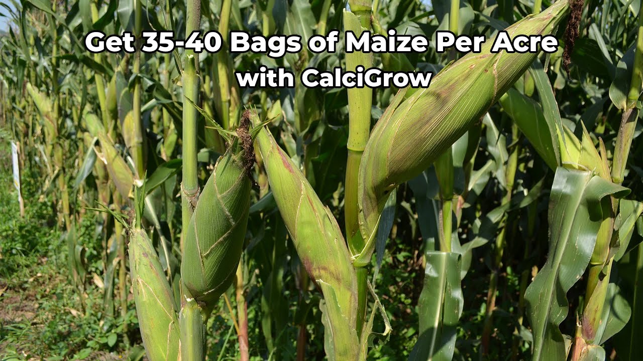 Transforming Harvests: Farmer's Success with CalciGrow! | Customer ...