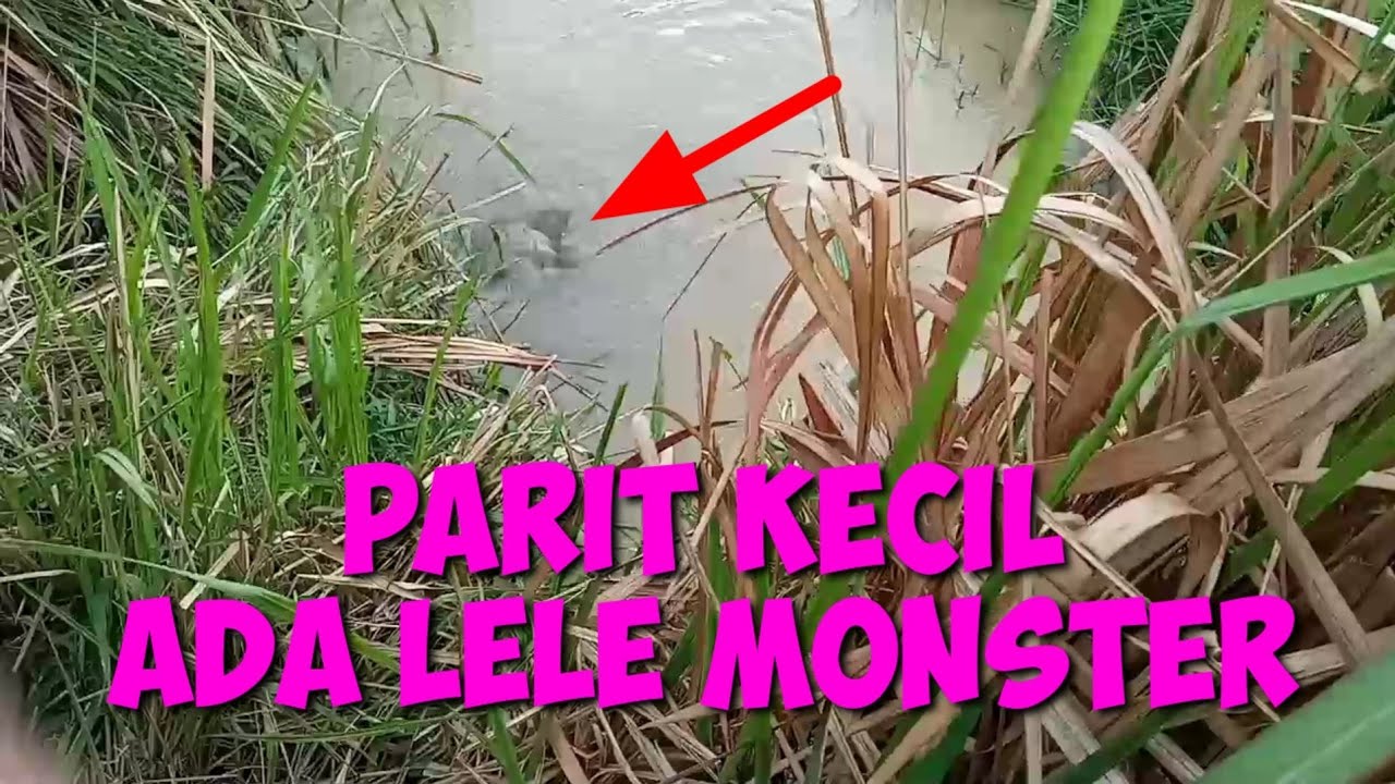 lele monster di parit kecil - YouTube