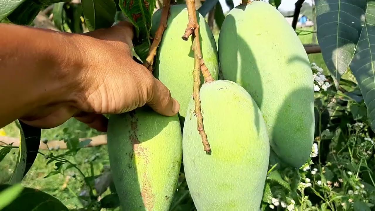 MANGGA KIO JAY, INDUKAN DARI CANGKOK SUSU - YouTube