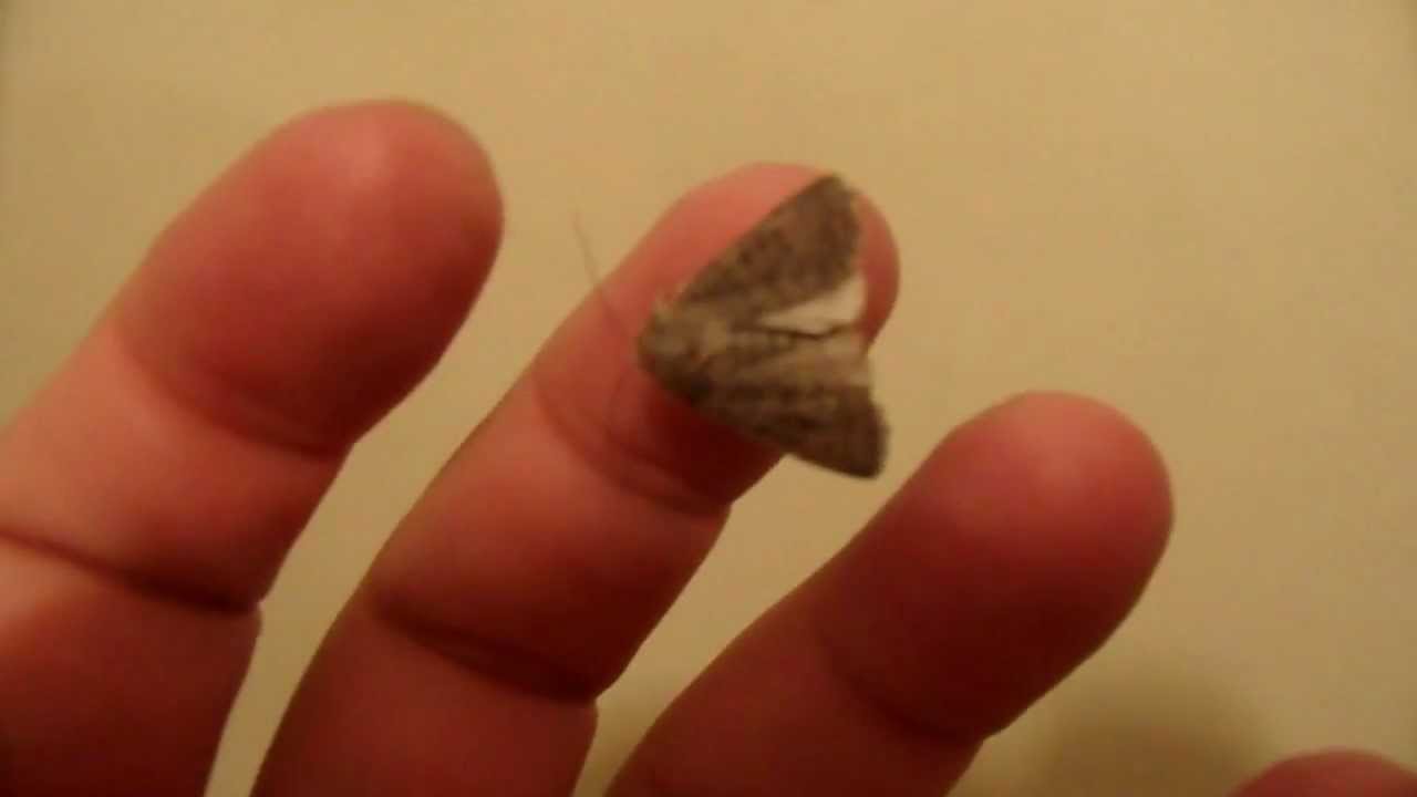 WOW zahme Motte fühlt sich wohl auf Hand ! CUTE - Moth feels well on ...