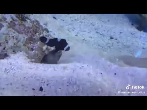 Finding Nemo deleted scene - YouTube