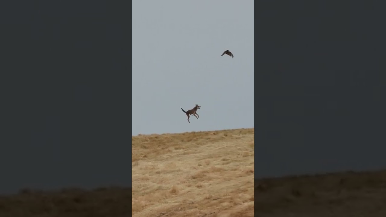 Watch Coyotes JUMPING at Diving Northern Harriers! - YouTube