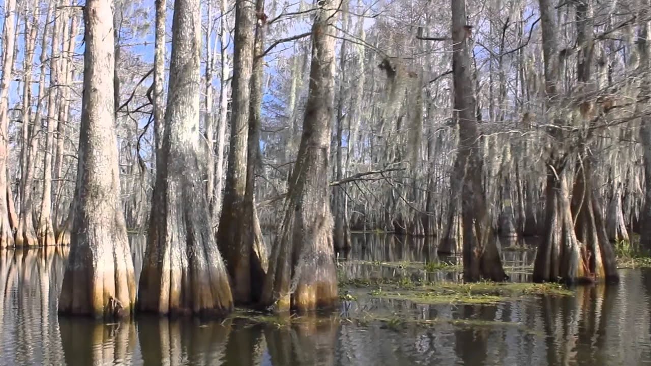 Peaceful Swamp - YouTube