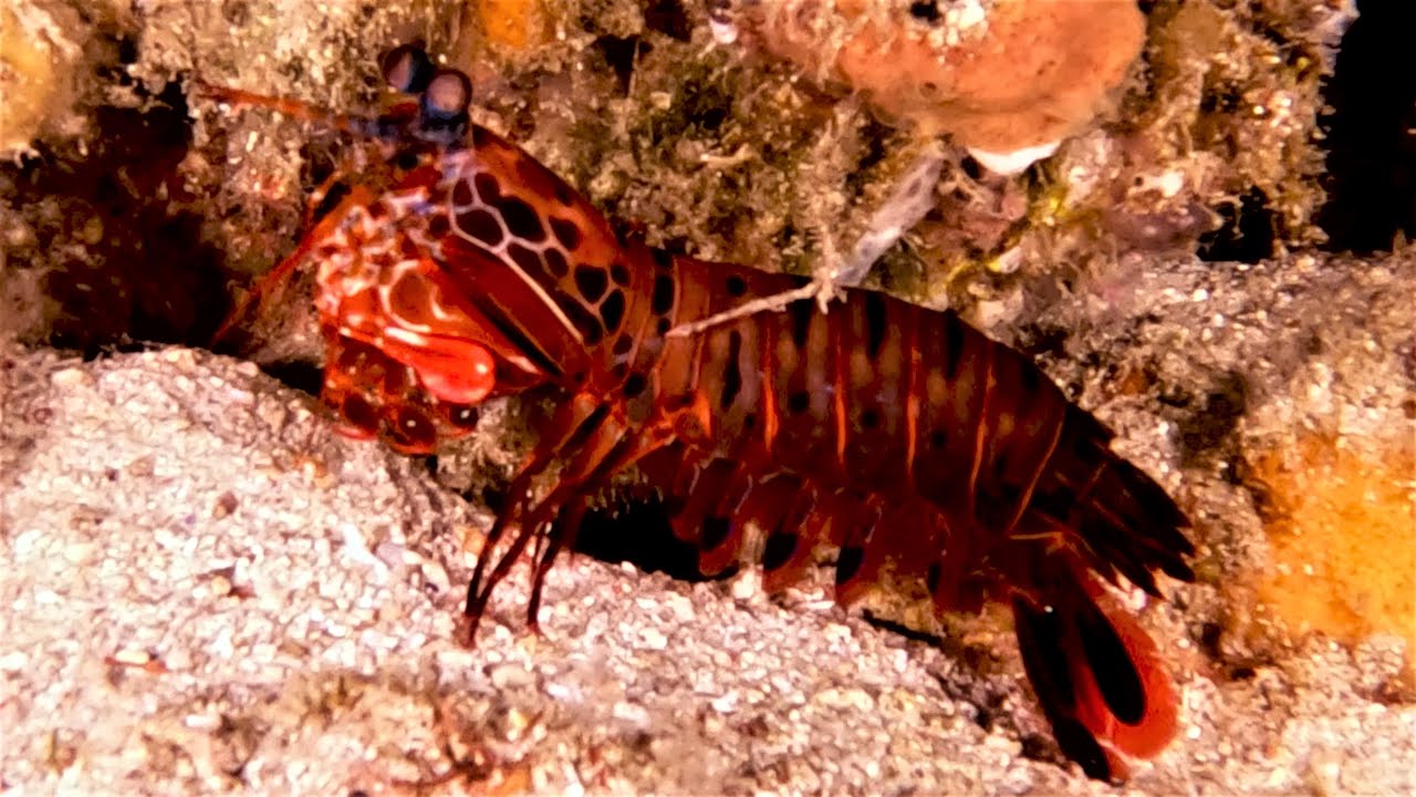 Mantis Shrimp is a deceptively capable predator - YouTube