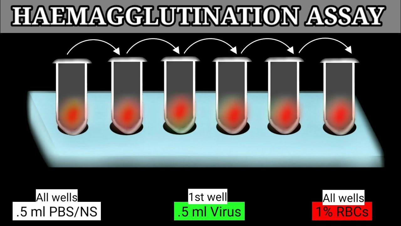 Haemagglutination Assay | HA Assay | HA Test | - YouTube
