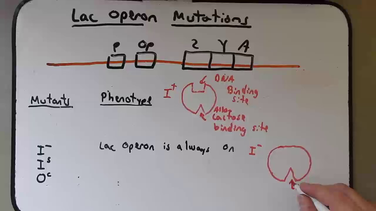 Gene Regulation lac operon mutations - YouTube