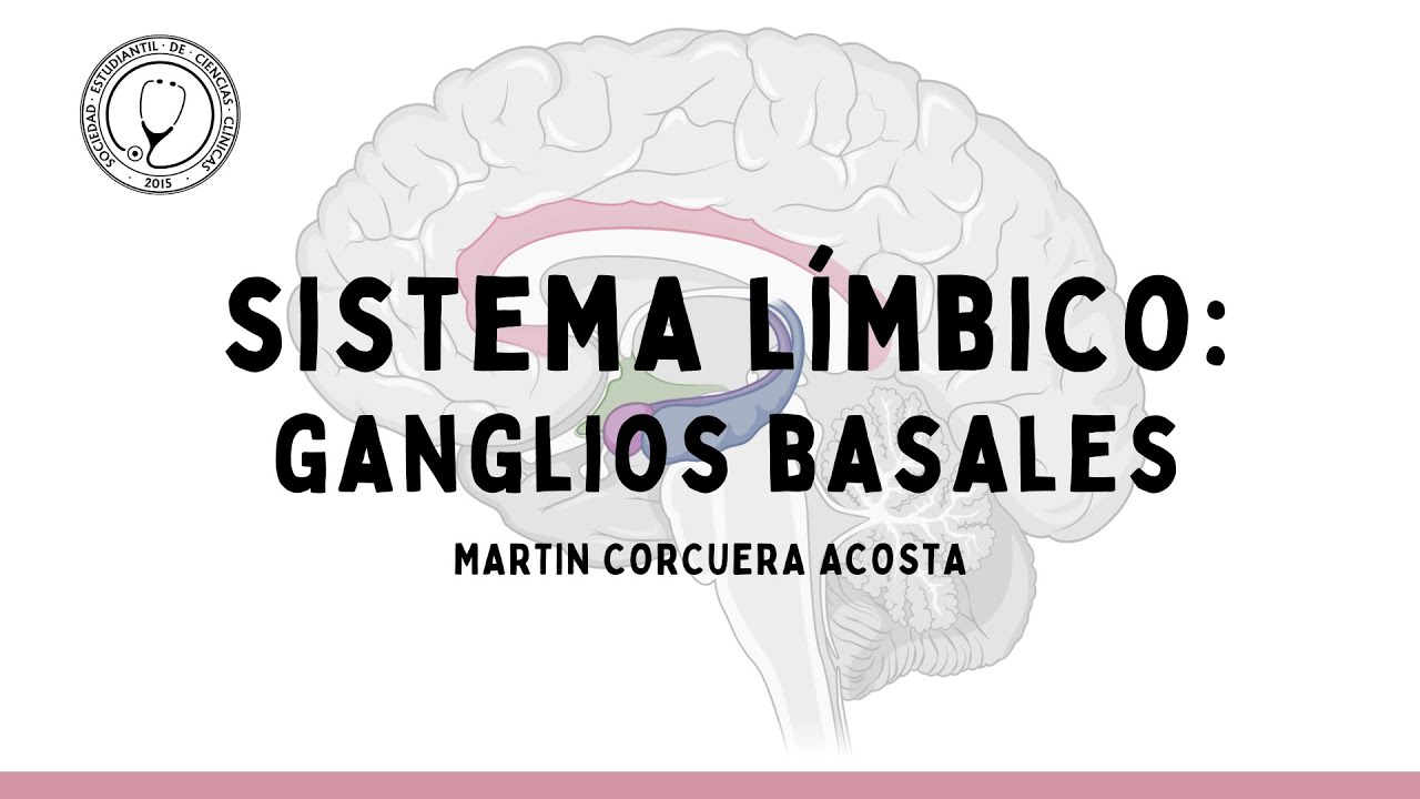 SISTEMA LÍMBICO Y GANGLIOS BASALES: Anatomía y Fisiología | Neurología ...