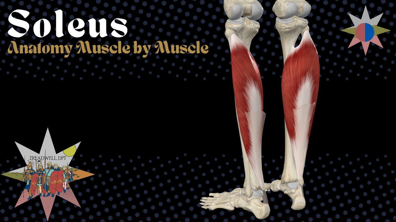 Soleus Muscle Explained | Anatomy, Function, Fiber Types & Achilles ...