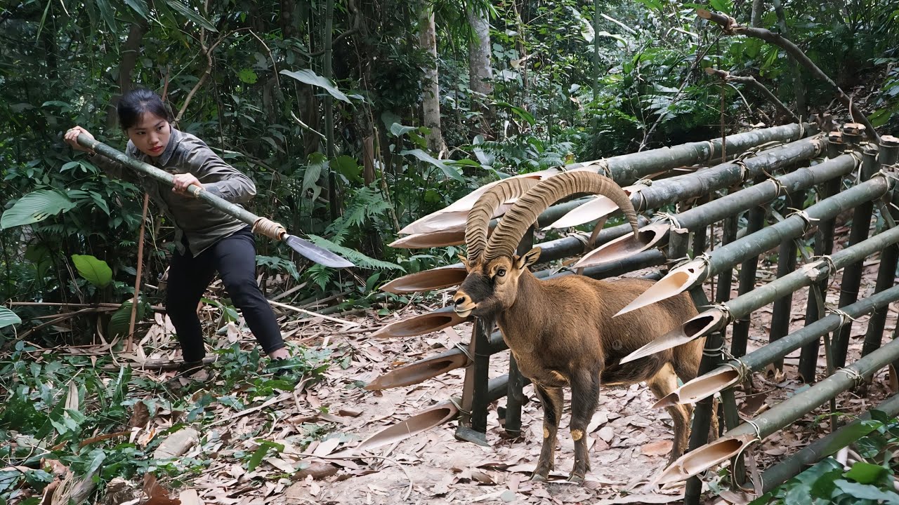 detecting wild goats, trap making skills to trap, survival alone - YouTube