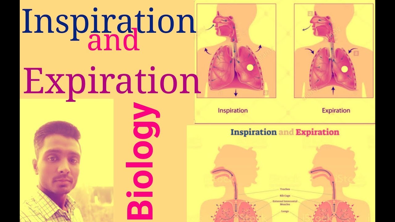 Biology, Inspiration and Expiration - YouTube