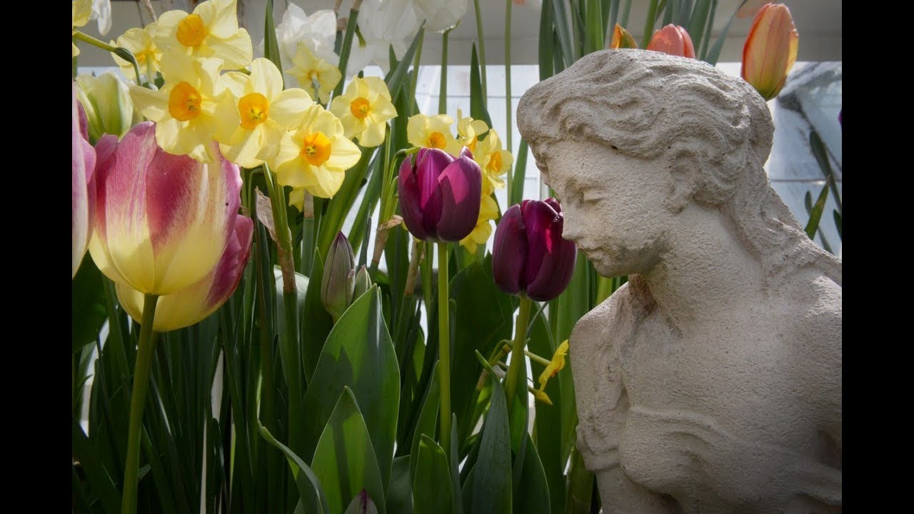 Scenes from the 2018 Smith College Spring Bulb Show in Northampton ...