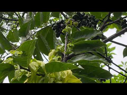 El árbol De Ilan Ilan En Costa Rica: Un árbol Con Aroma A Historia ...
