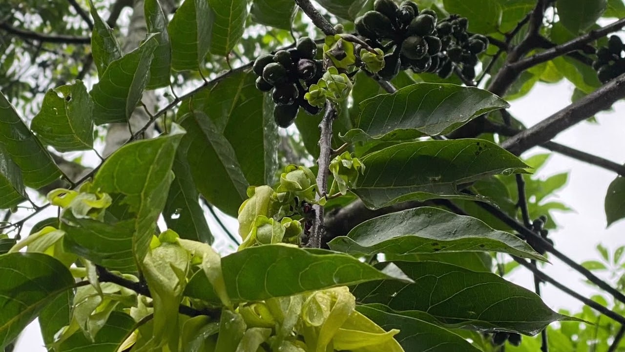 Árboles: ilan Ilan, Cananga Adorará - YouTube