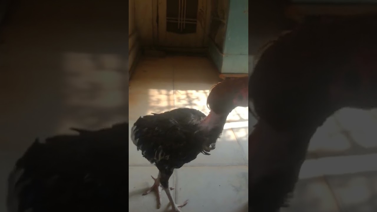 Java seal murga - YouTube