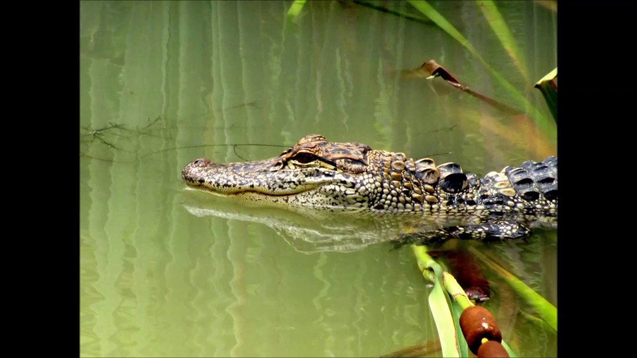 I See an Alligator (Fun music for kids) - YouTube