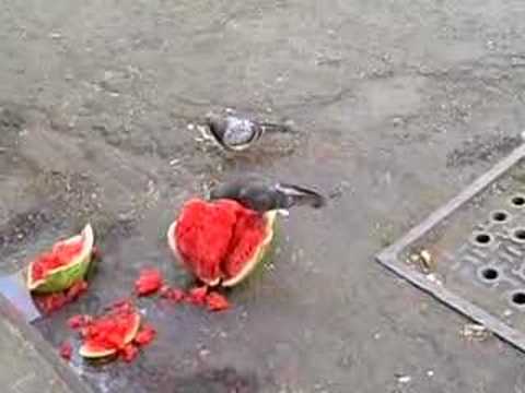 Pigeon Watermelon Feast - YouTube