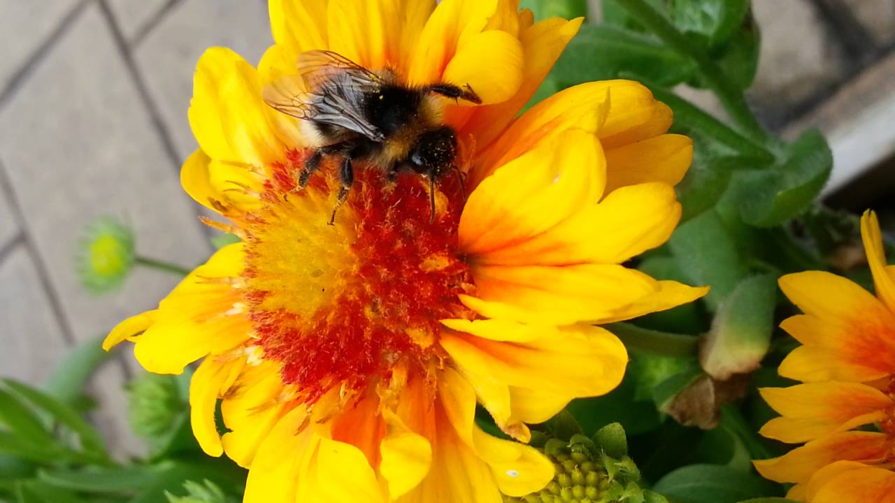 Big fat bee enjoying it's pollen - YouTube