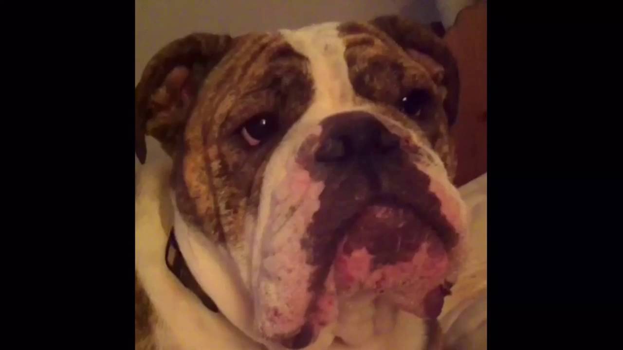 Elvis The Talking Bulldog - YouTube