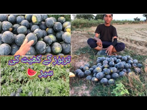 Watermelon fields visit in Pakistan punjab 🍉🍉By Rehman Pendu Vlogs ️ ...