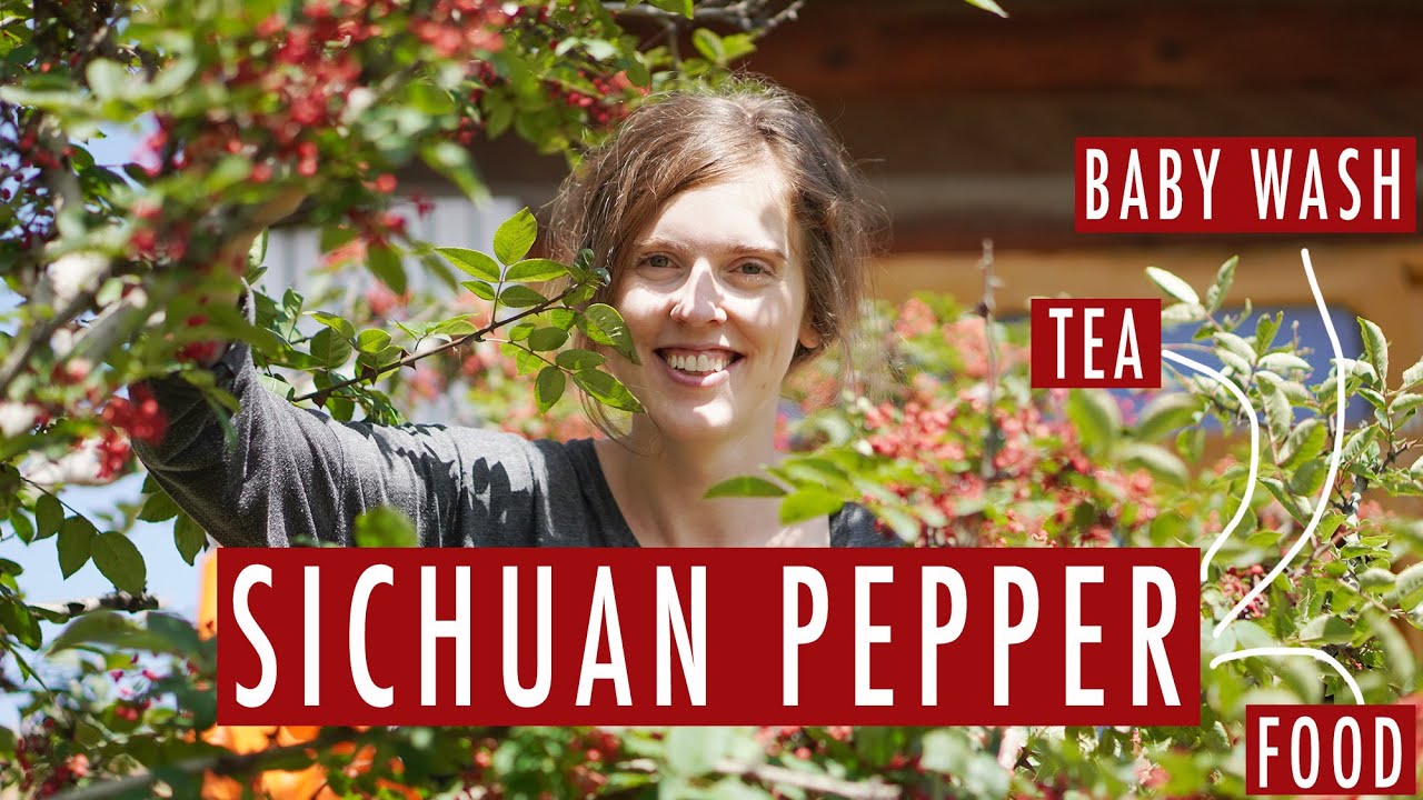 How to Use Sichuan Pepper: Leaves, Shell & Peppercorn! - YouTube