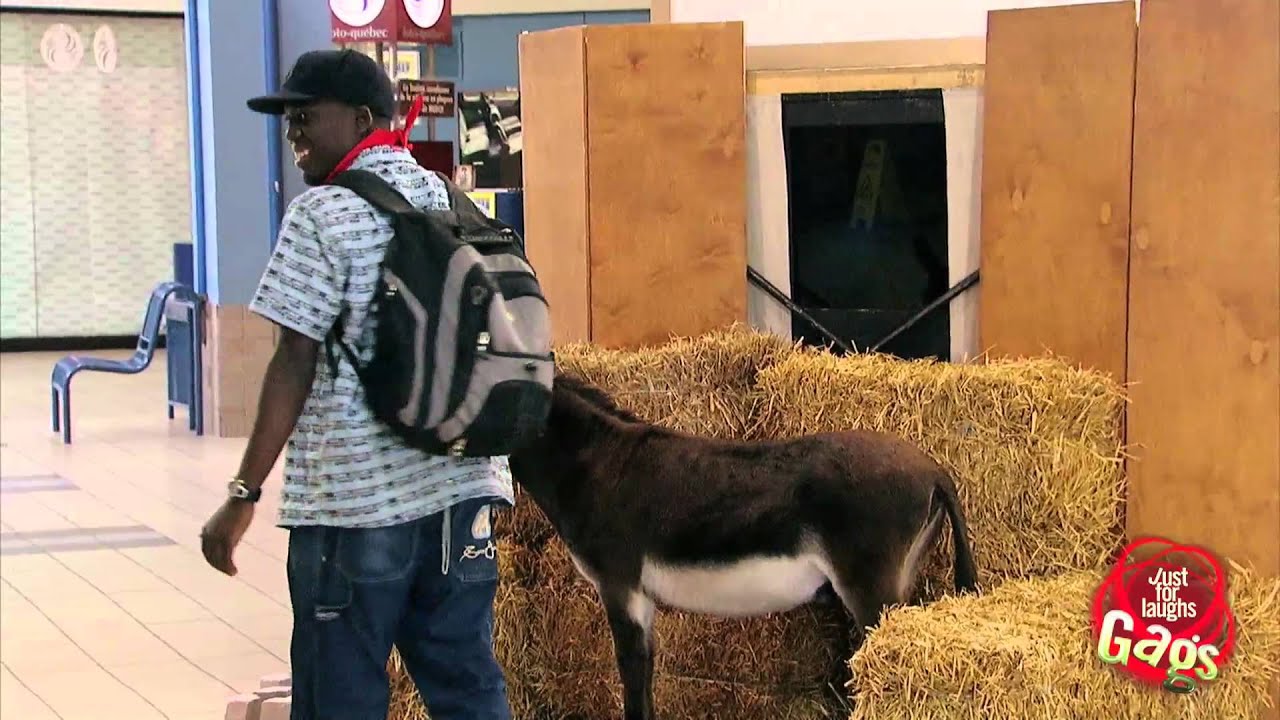 Real Donkey Tail Prank - YouTube