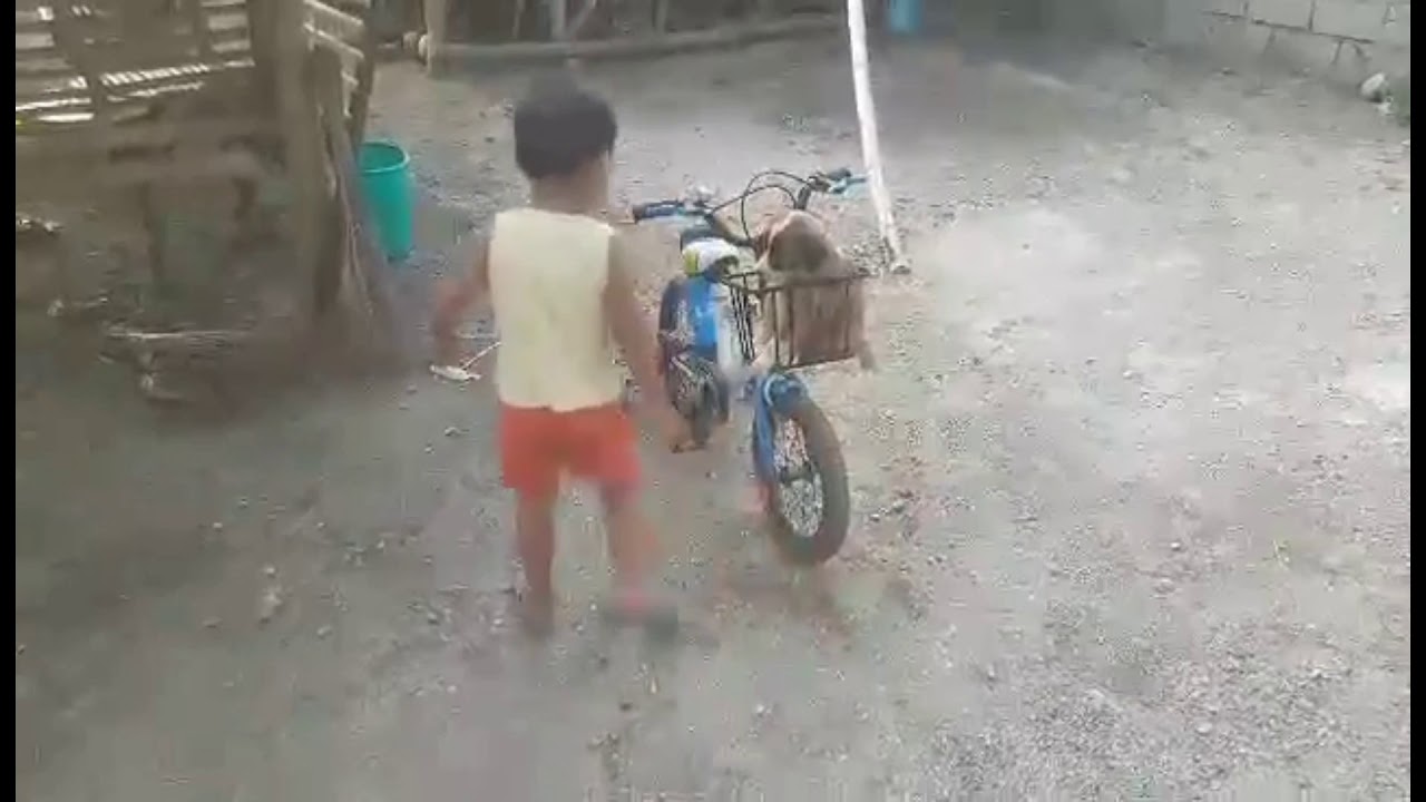 balot at ang tuta sa bike - YouTube