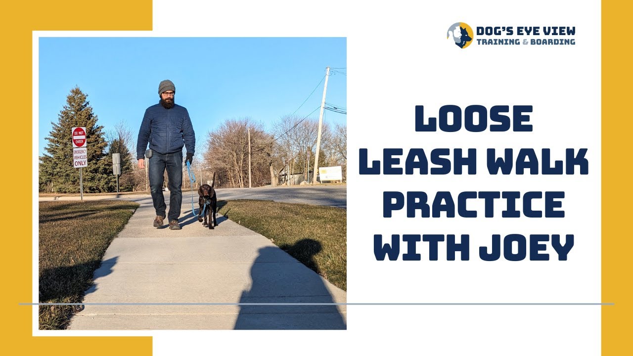 Loose Leash Walking Practice with Joey - Week 3 Update - YouTube