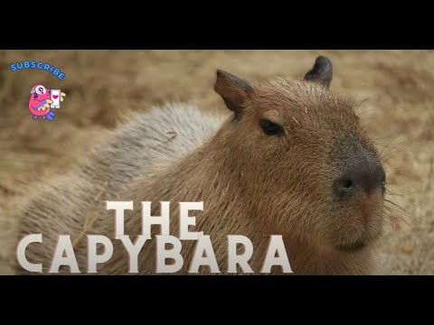 Capybara Mini-Documentary - YouTube