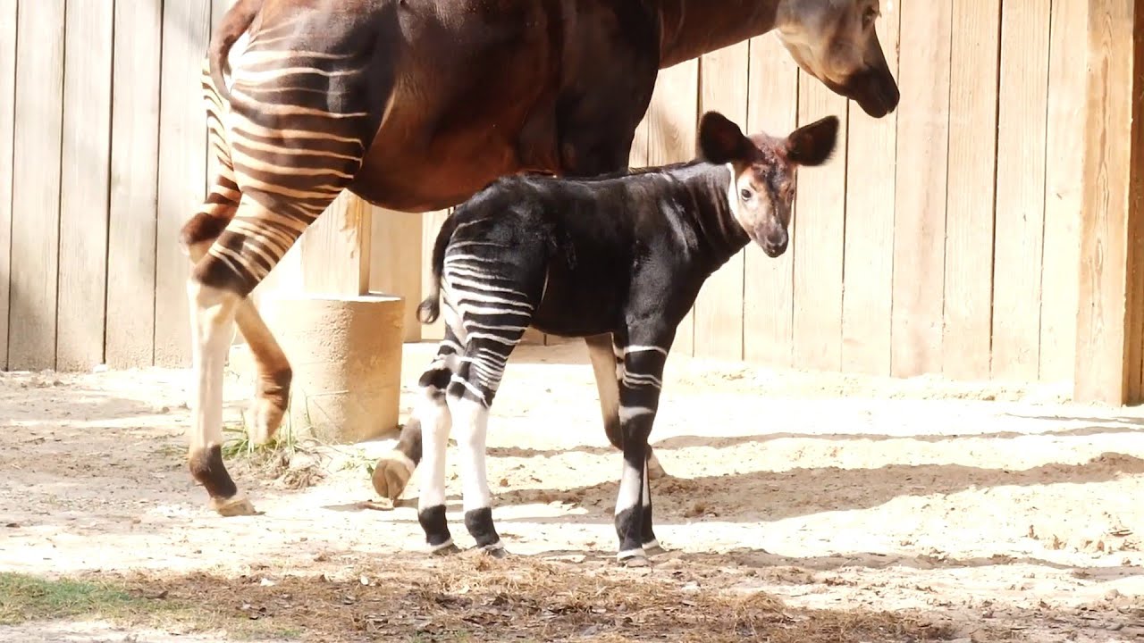 Houston Zoo puts baby okapi on display - YouTube