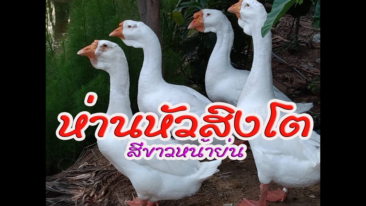 ห่านสวยงาม ห่านยักษ์ ห่านหัวสิงโต wrinkled face lion head goose - YouTube