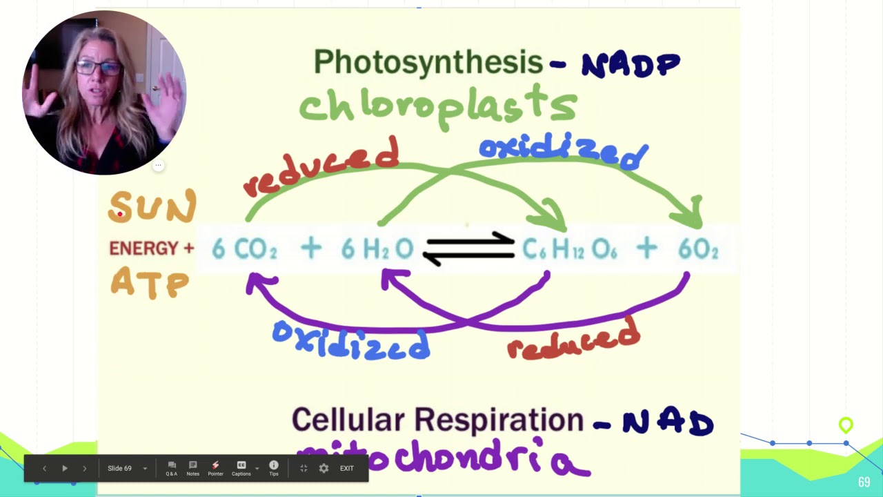 APBio Chapter 6 Energy & Enzymes PART 3 REDOX Rx & the Chemiosmotic ...