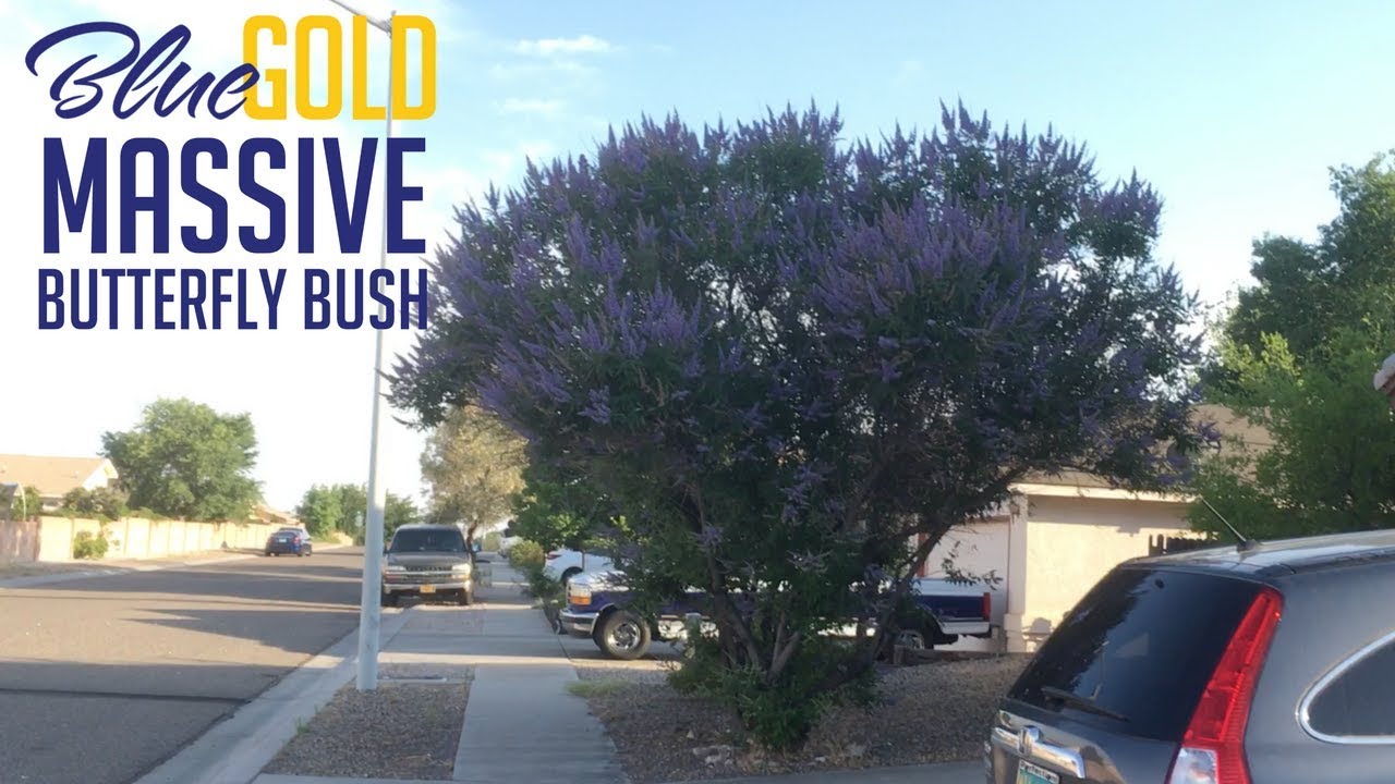 Eden Blue Gold Rose and Butterfly Bush - YouTube