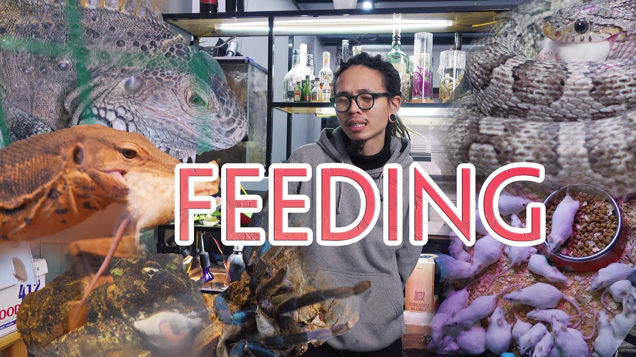 FEEDING ALL MY PET | WILDVN TV - YouTube