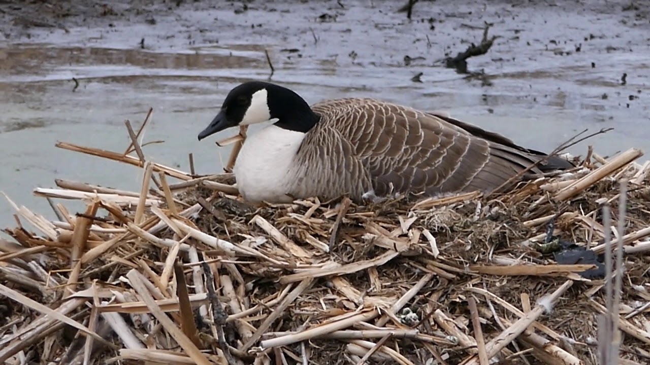 Montezuma Tour with Naturalist Bill Maier - YouTube