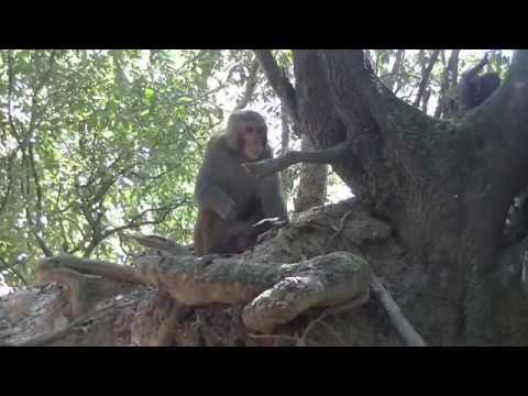 Cutest sneezing monkey you will see today \ funny animals - YouTube