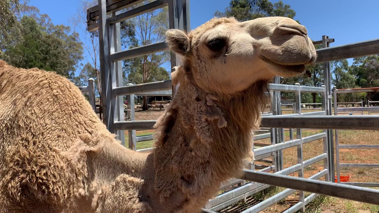 VERY SICK CAMELS: Big Head (Osteo Dystrophy) In Camels - YouTube