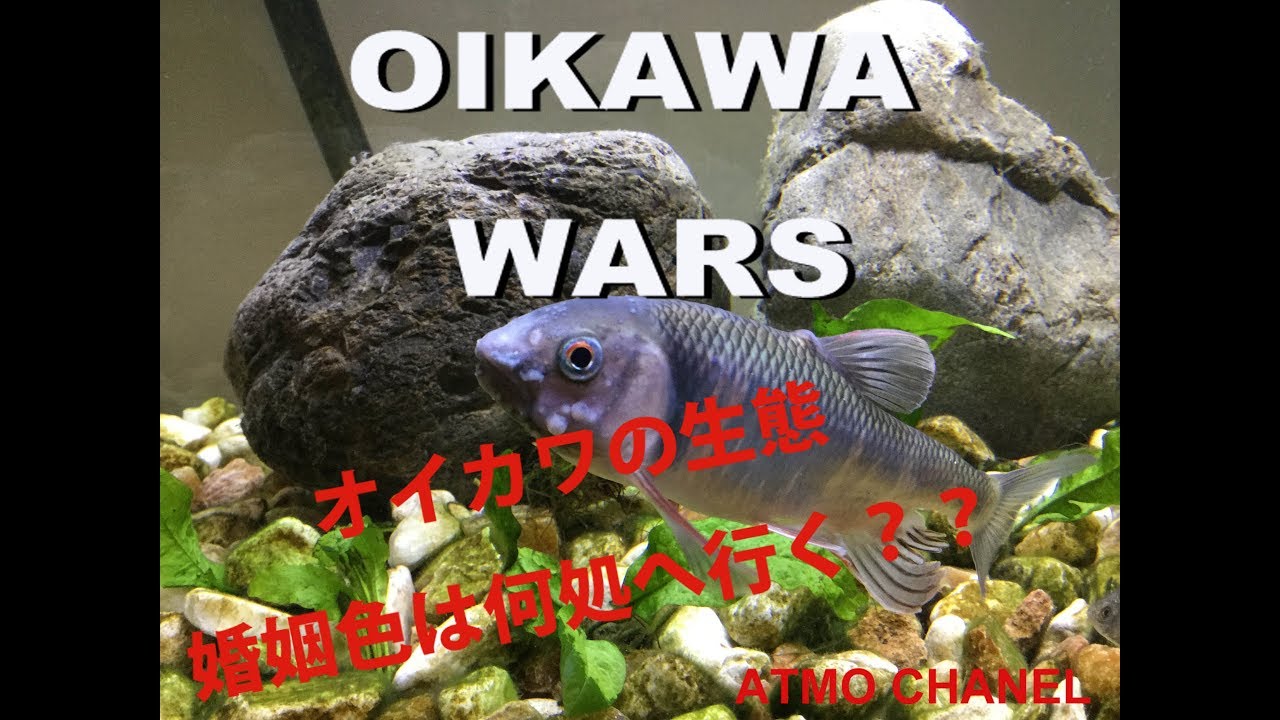 オイカワの格闘Zacco platypus fighting each other - YouTube