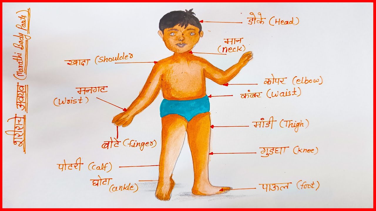 Human Body Parts Name In Marathi With Picture - Infoupdate.org