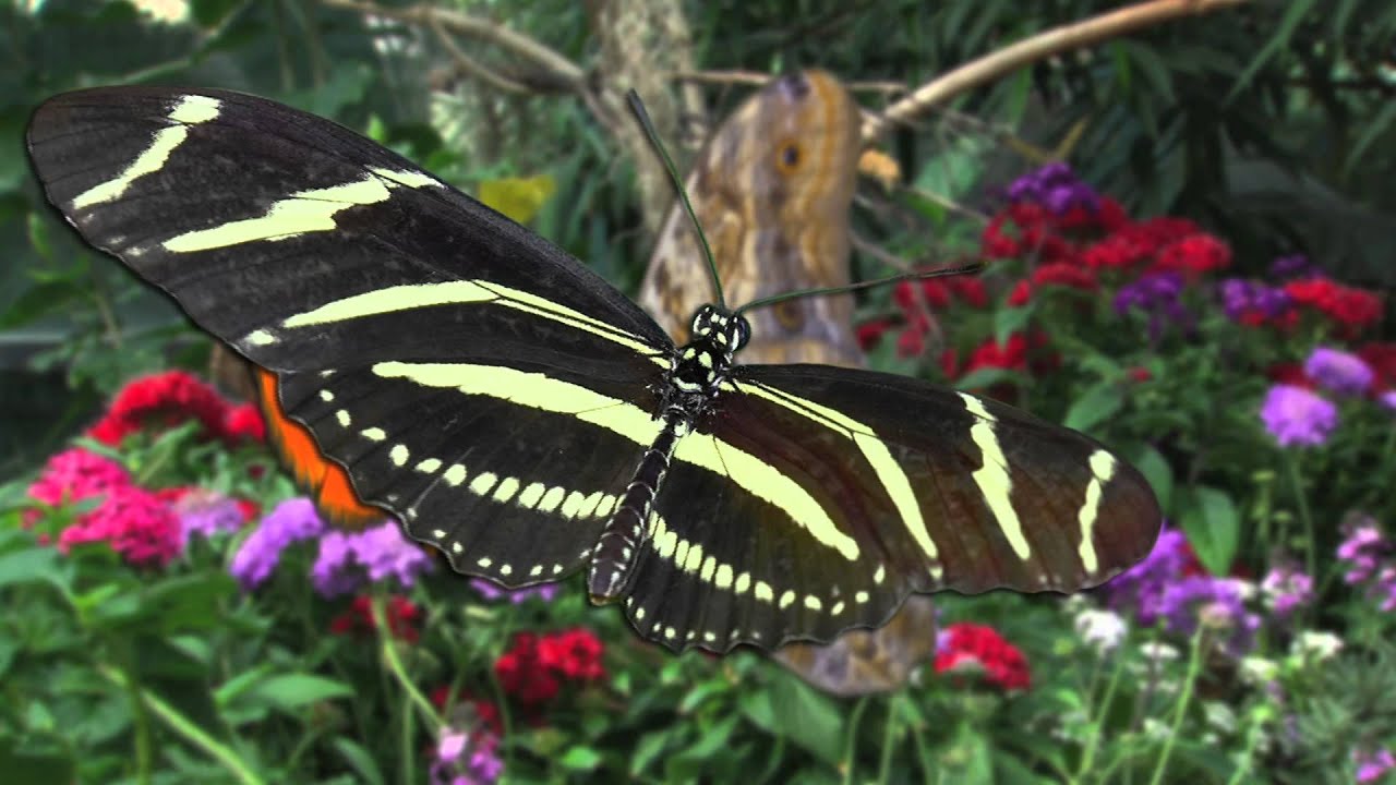 Butterfly Jungle - YouTube
