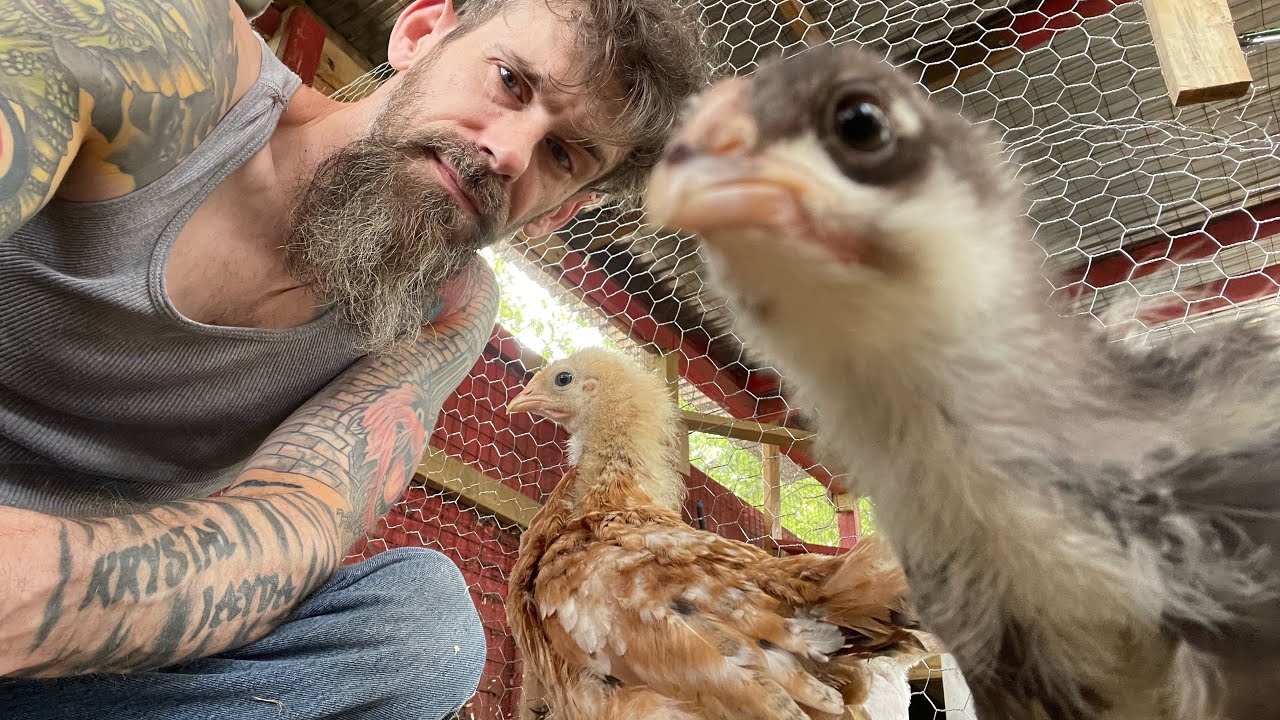 Our Diva chicks first outside experience!!! - YouTube