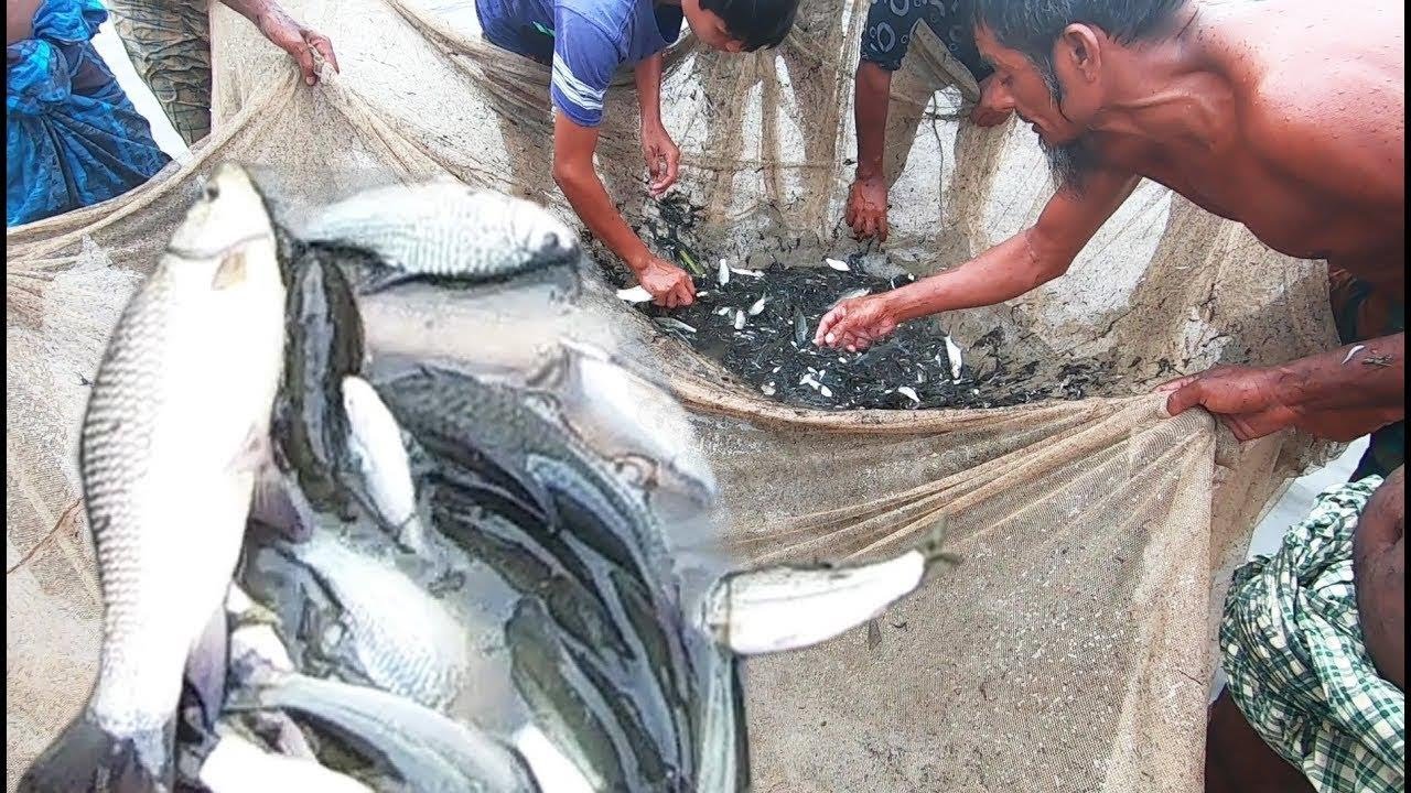 People Catching Huge Big Fish With Net!HD 2019 - YouTube