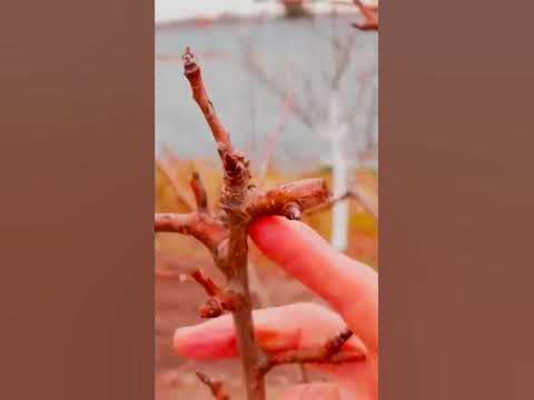 не трогаем мелкие ветки при обрезке - YouTube