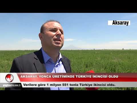 YONCA ÜRETİMİNDE AKSARAY, TÜRKİYE İKİNCİSİ OLDU